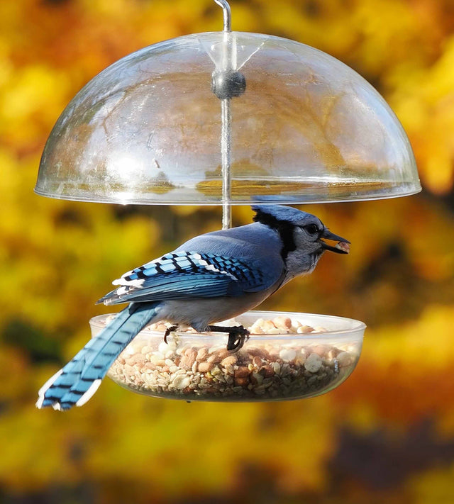 How to hang a bird feeder in a tree – Jacobi Jayne