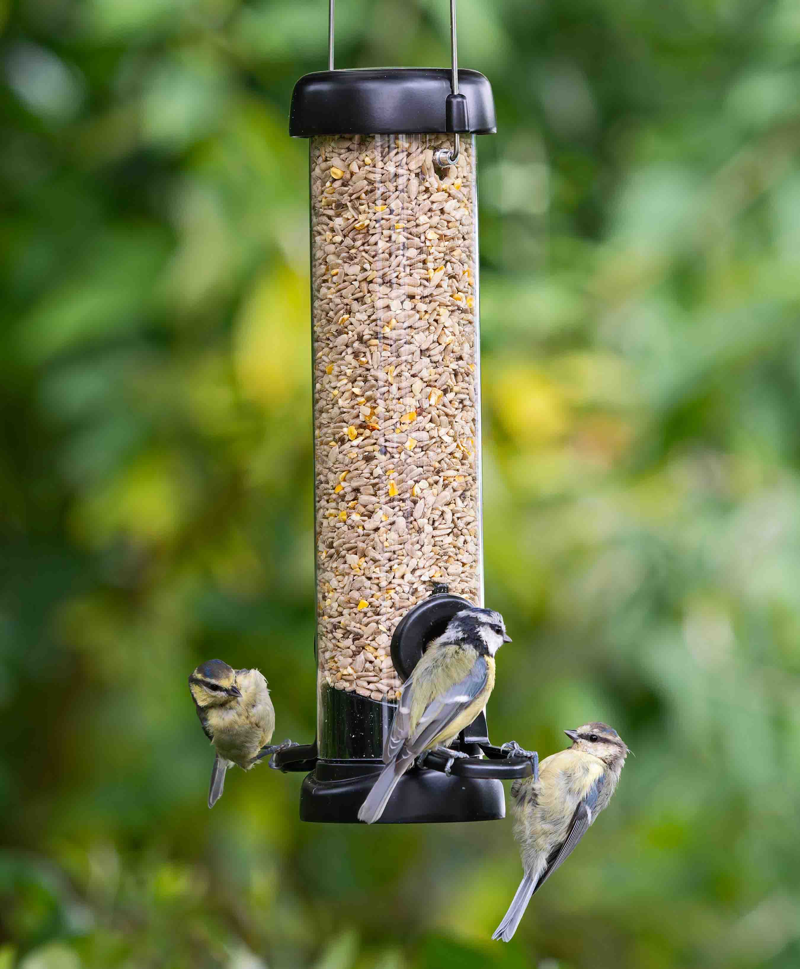flo Lifetime™ Seed Feeder – Jacobi Jayne